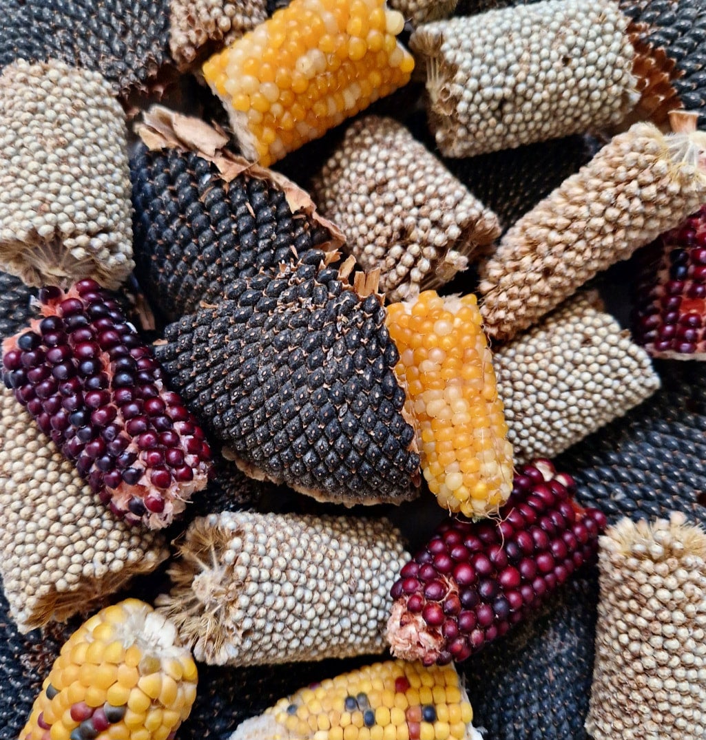 Sunflower, Pearl Millet & Corn Chunks | Pride Rock Blooms